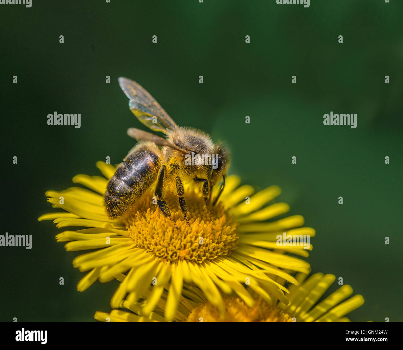 Honey Bee on a yellow wild Flower on a summer day in august Stock Photo ...