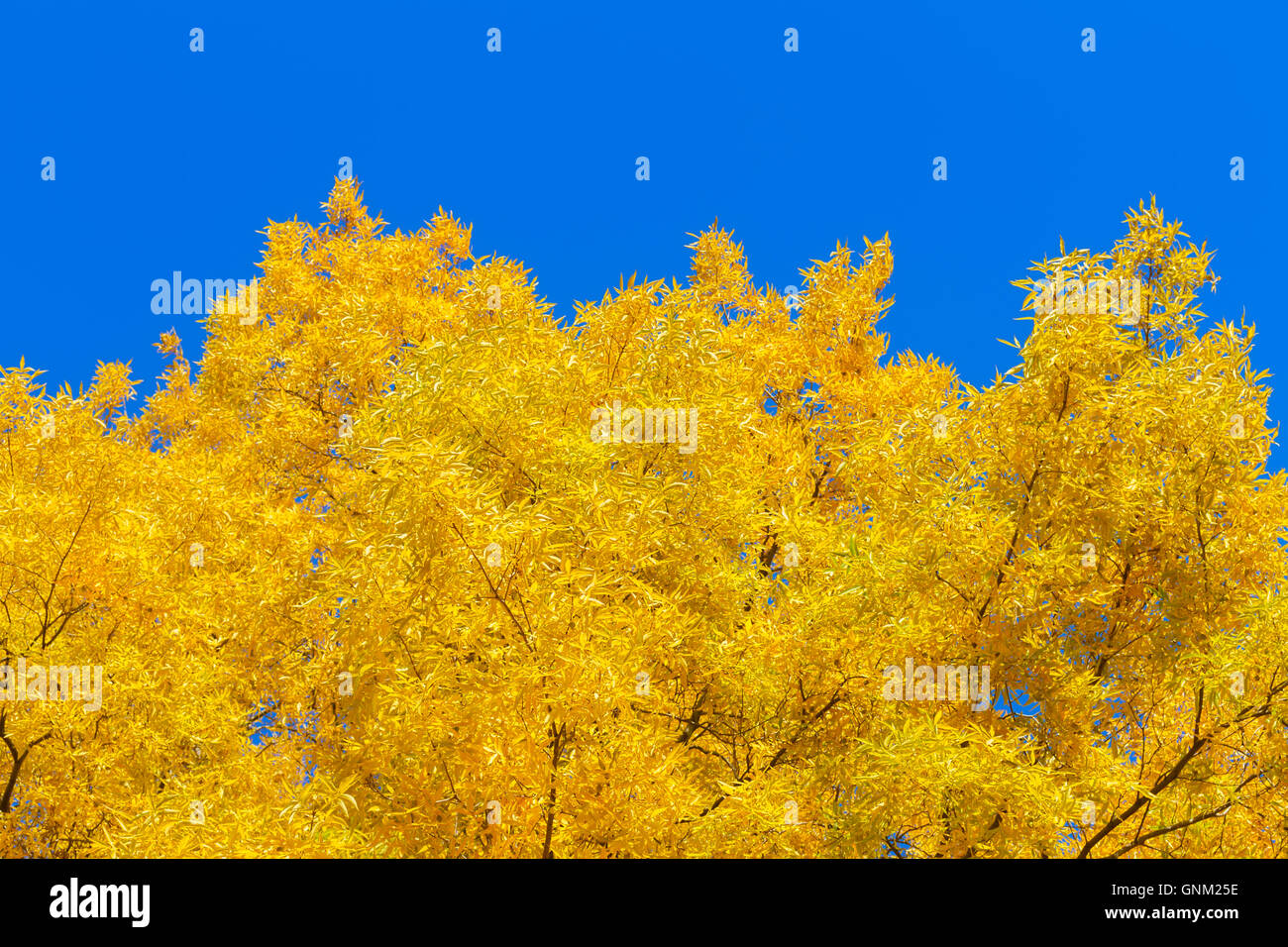 Vibrant fall foliage Stock Photo - Alamy