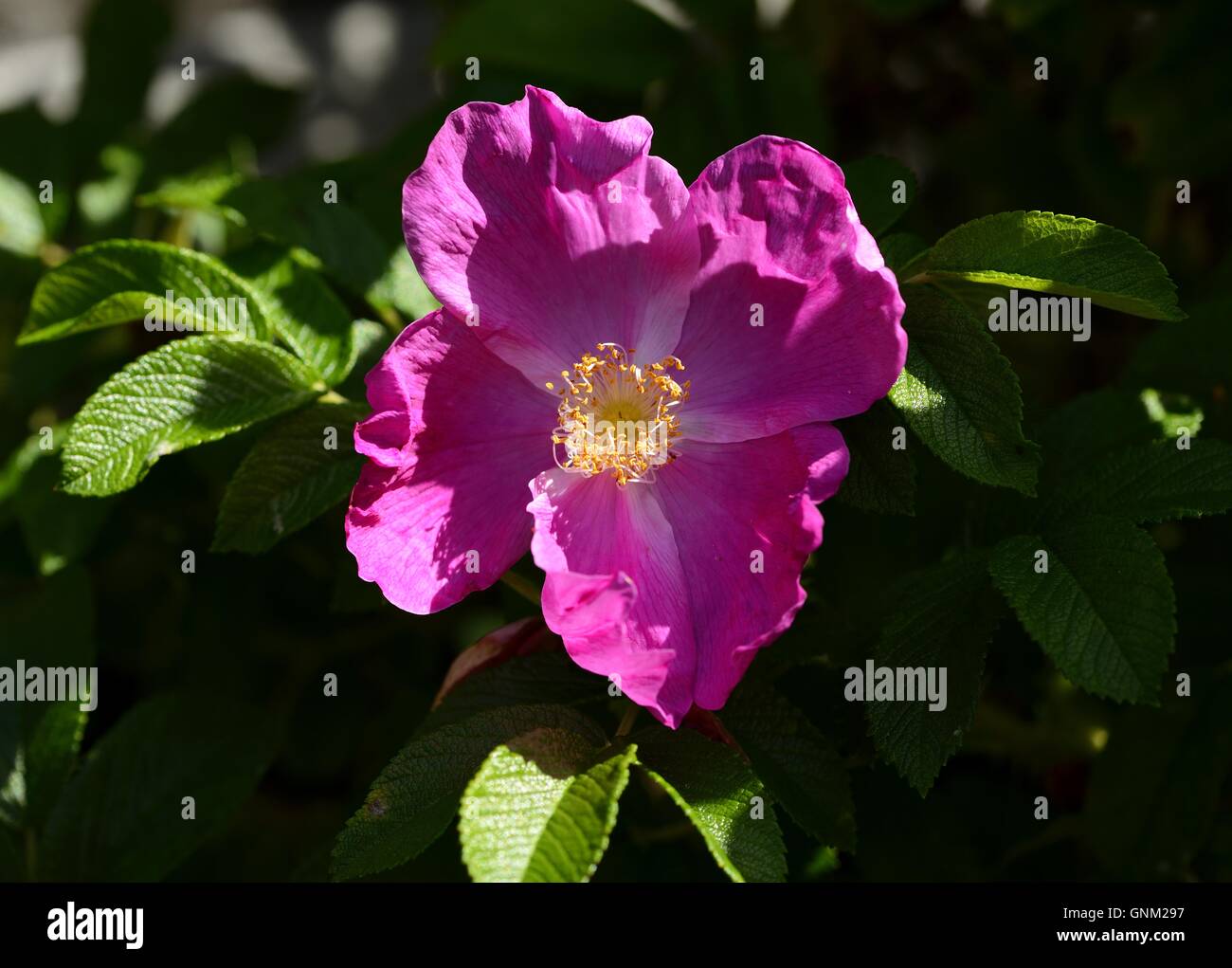 Rugosa rose hi-res stock photography and images - Alamy