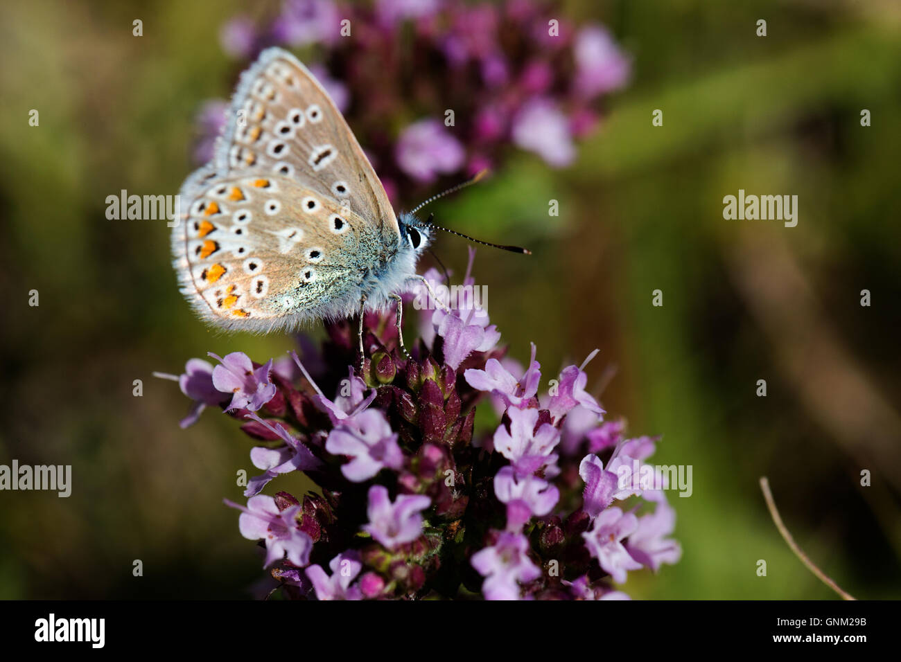 A blue butterfly on the Isle of Portland in Dorset resting on a purple ...