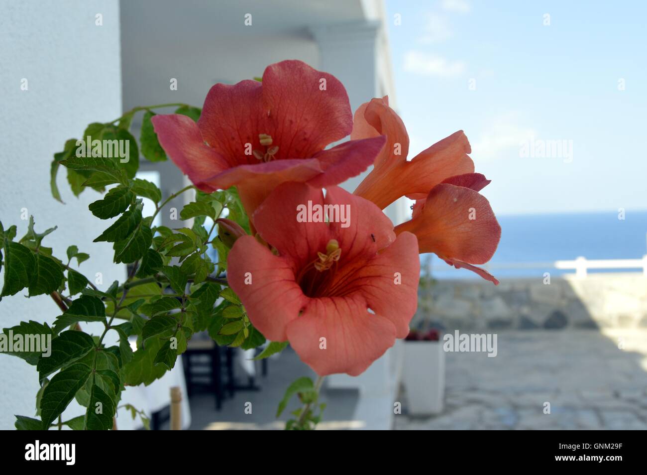 Beautiful garden flowers,summer flower background Stock Photo - Alamy
