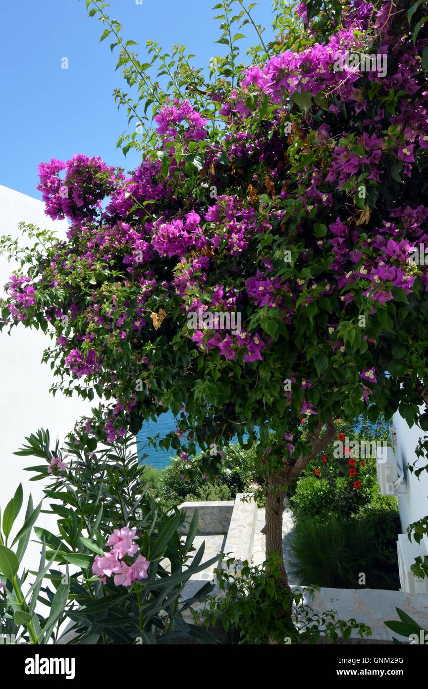 Beautiful garden flowers,summer flower background Stock Photo - Alamy