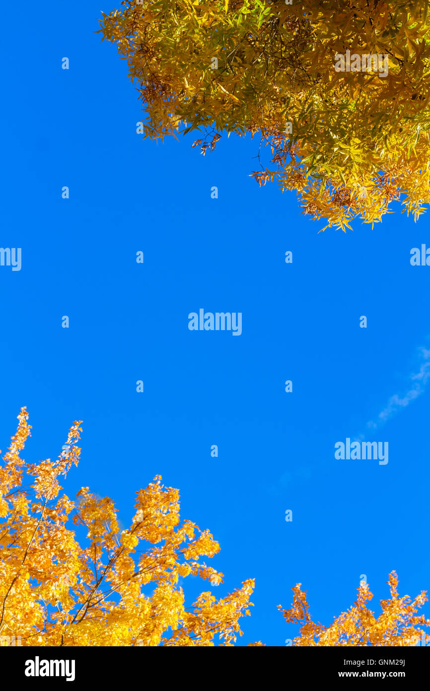 Vibrant fall foliage Stock Photo - Alamy