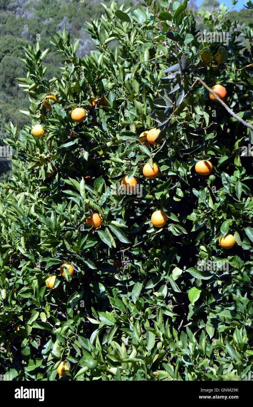 Cretan background hi-res stock photography and images - Alamy