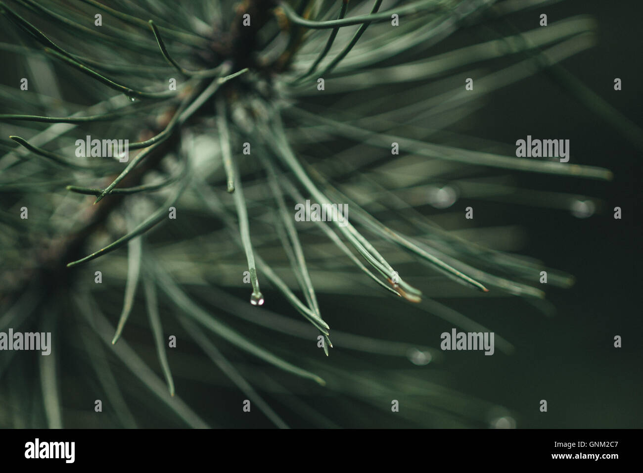 Soft pine tree hi-res stock photography and images - Alamy