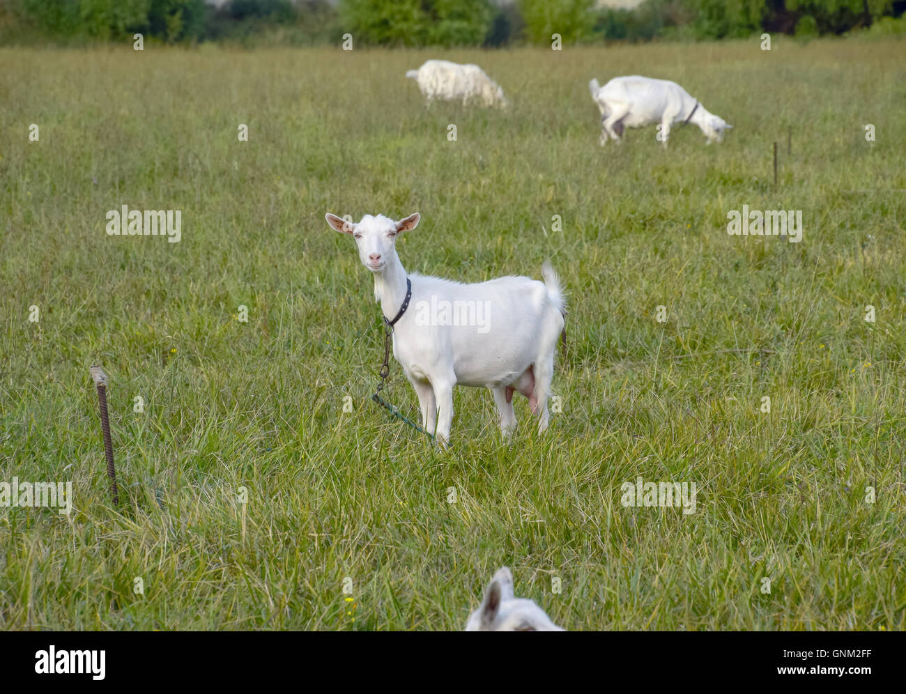 Goats grazing in the meadow Stock Photo - Alamy