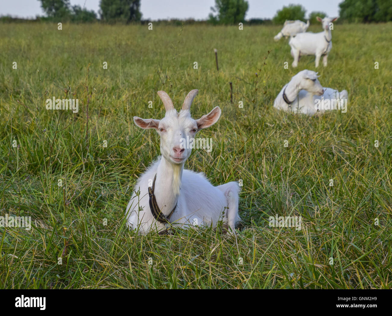 Goats grazing in the meadow Stock Photo - Alamy