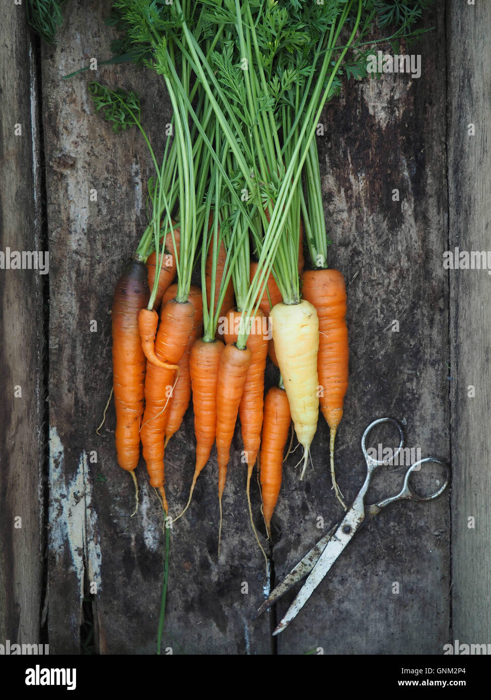 Fresh multicolored carrots with green on a wood background Stock Photo ...