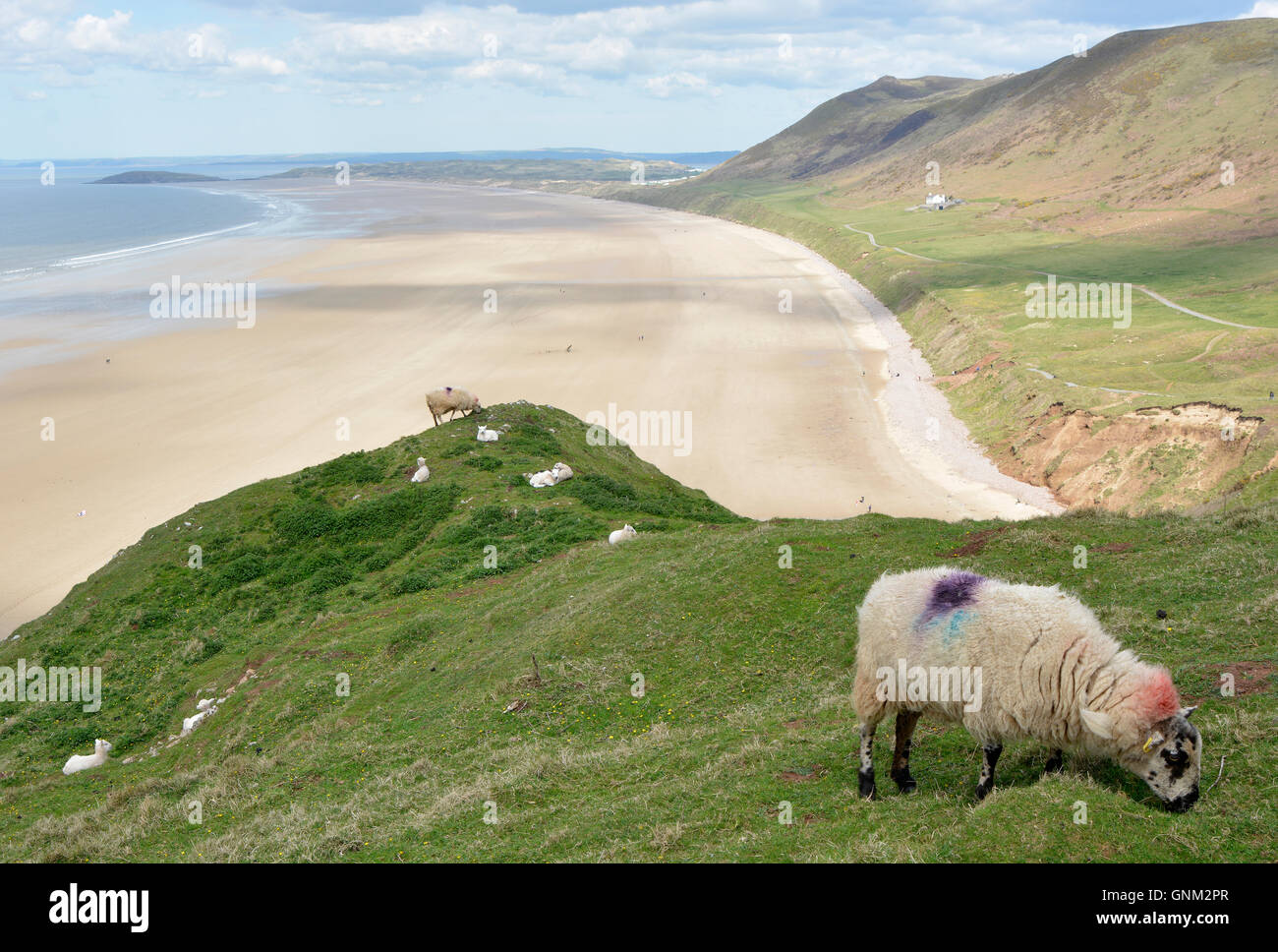 Rhossili Bay with sheep grazing and people on beach. Gower Peninsular ...