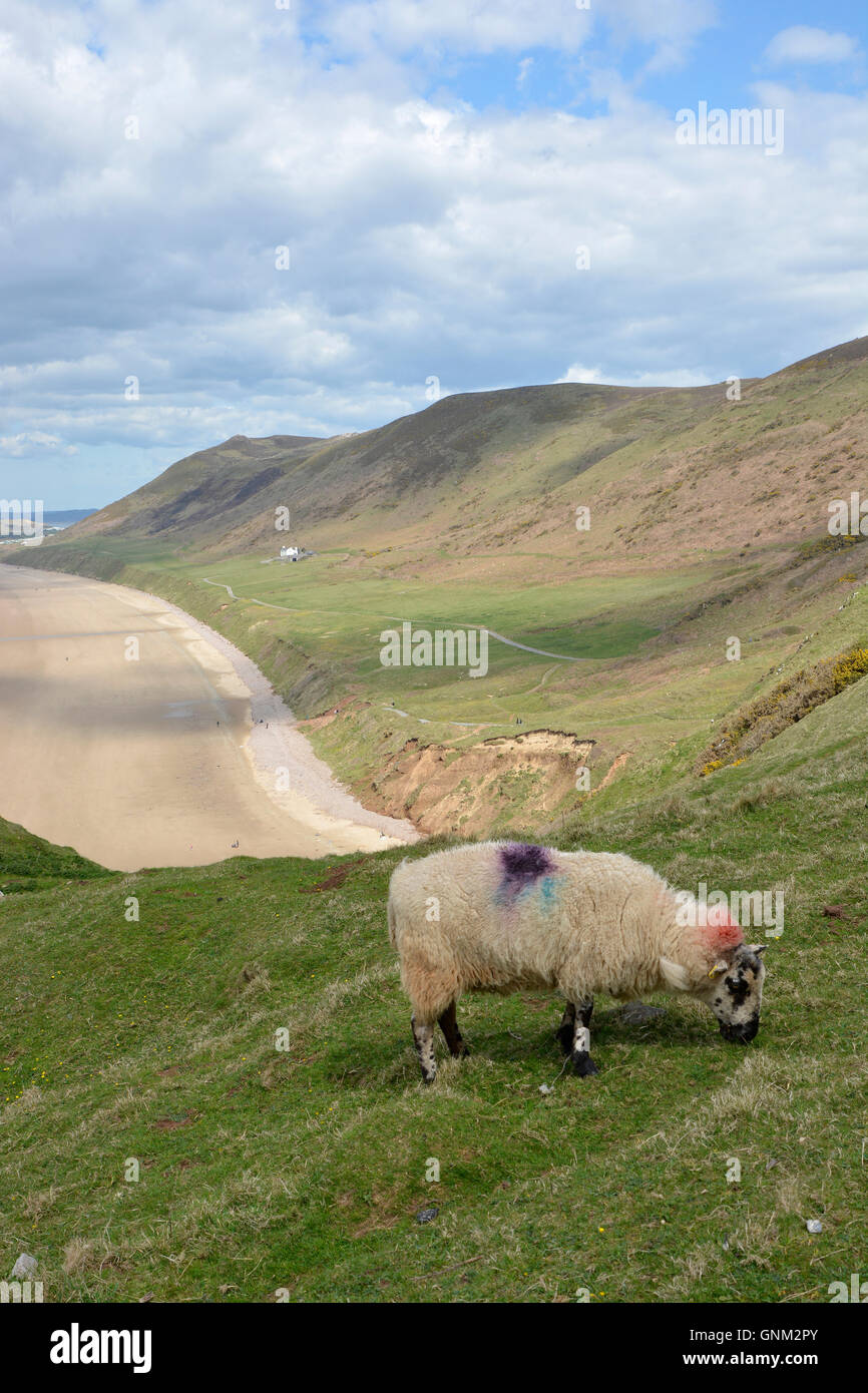 Rhossili Bay with sheep grazing and people on beach. Gower Peninsular ...