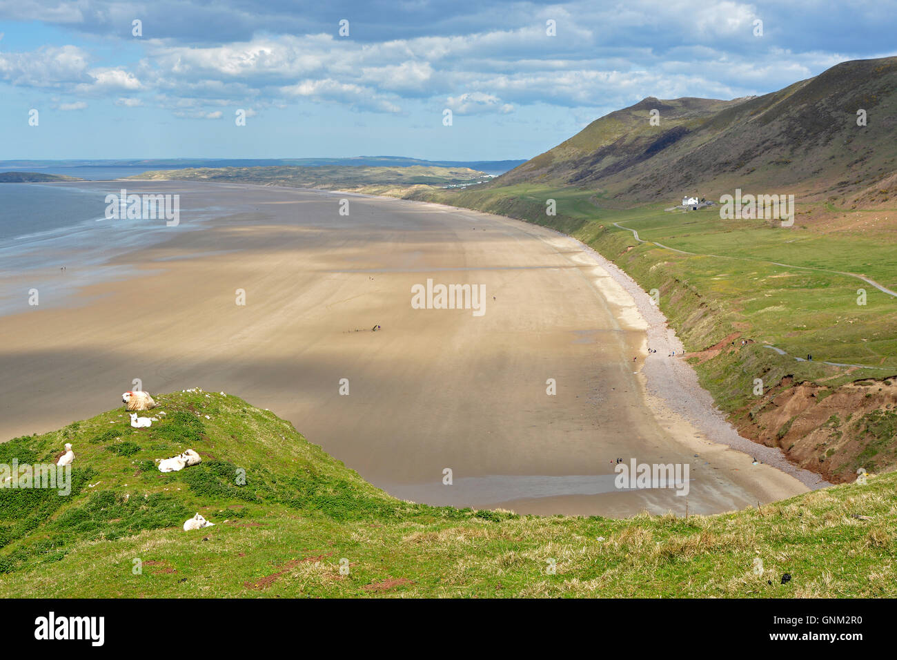 Rhossili Bay with sheep grazing and people on beach. Gower Peninsular ...
