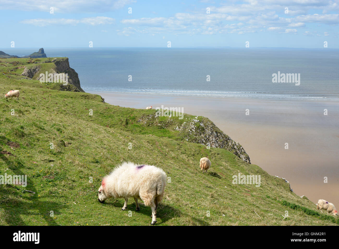 Rhossili Bay with sheep grazing. Gower Peninsular, Wales, UK Stock ...