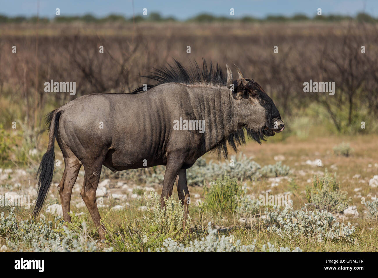 Wildebeest in the etosha national park hi-res stock photography and ...