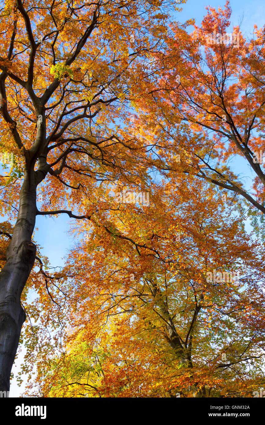Vibrant fall foliage Stock Photo - Alamy