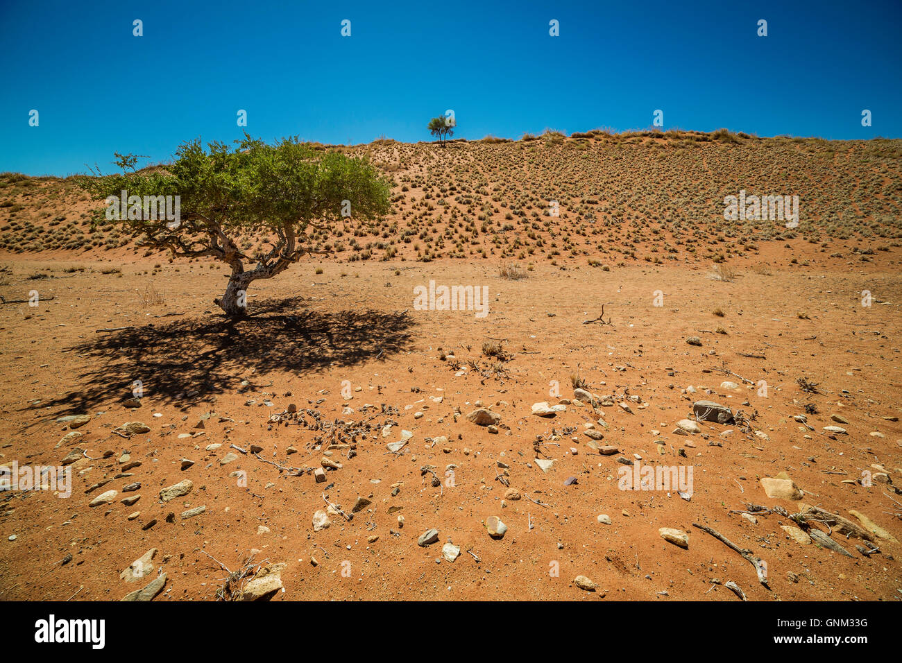 Acacia Tree, Twyfelfontein (Region Kunene Darmaland), Namibia, Africa ...