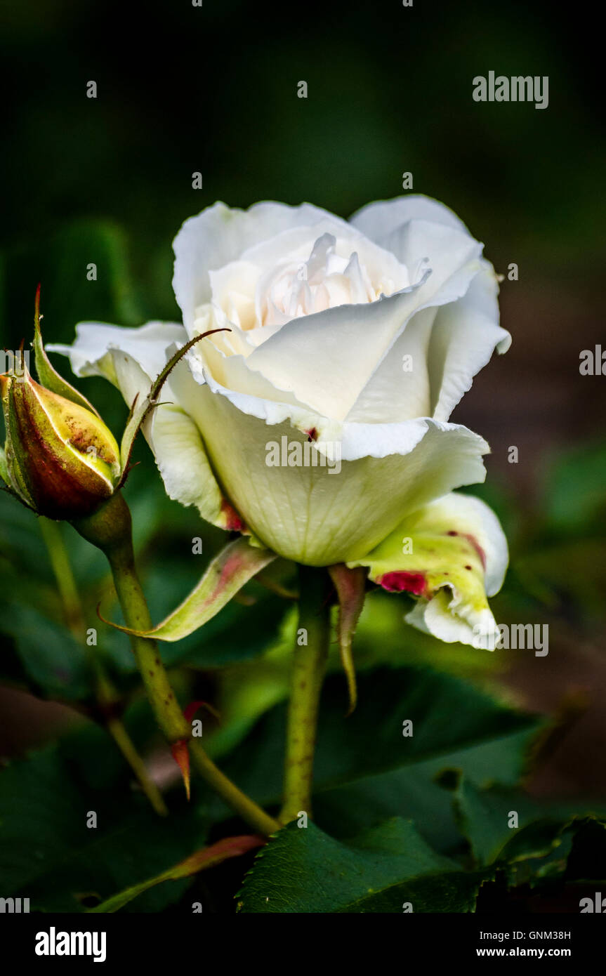 Rose flower head close up in full color Stock Photo - Alamy
