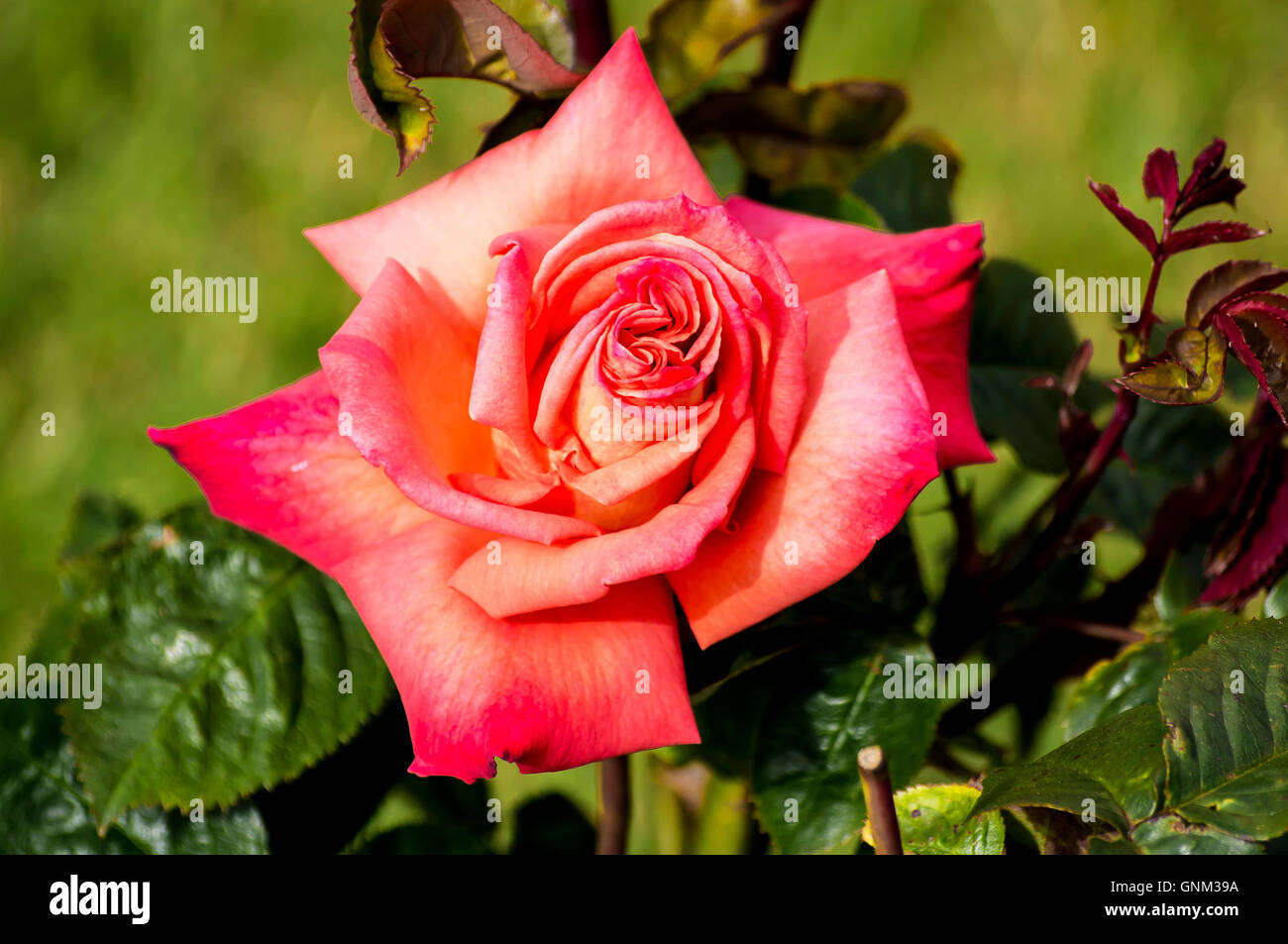 Rose flower head close up in full color Stock Photo - Alamy
