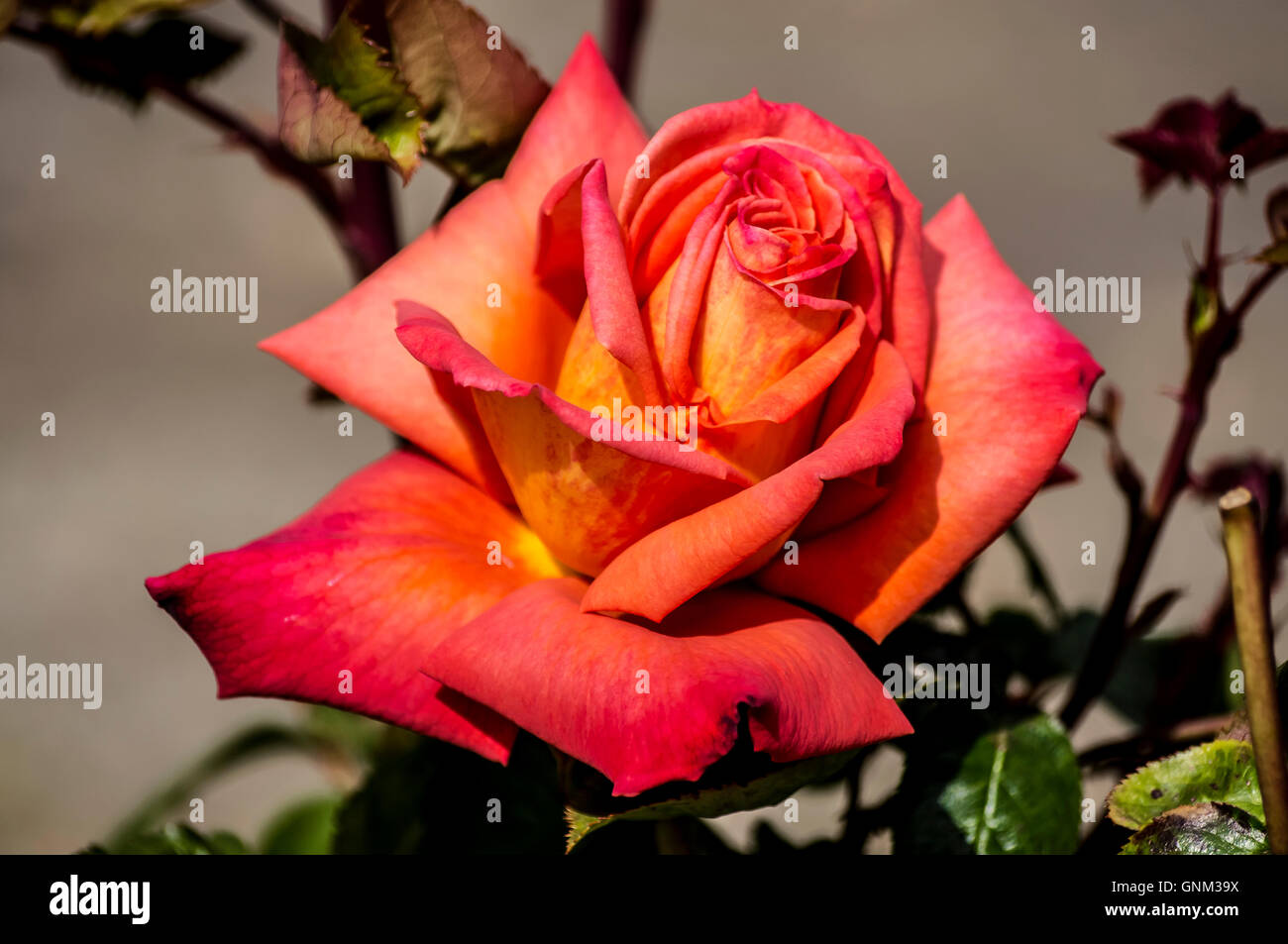 Rose flower head close up in full color Stock Photo - Alamy