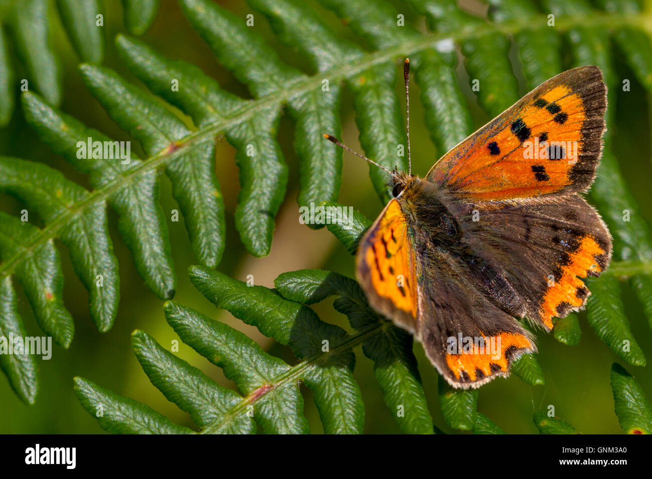 Small copper butterfly resting on fern, Yorkshire, UK Stock Photo - Alamy