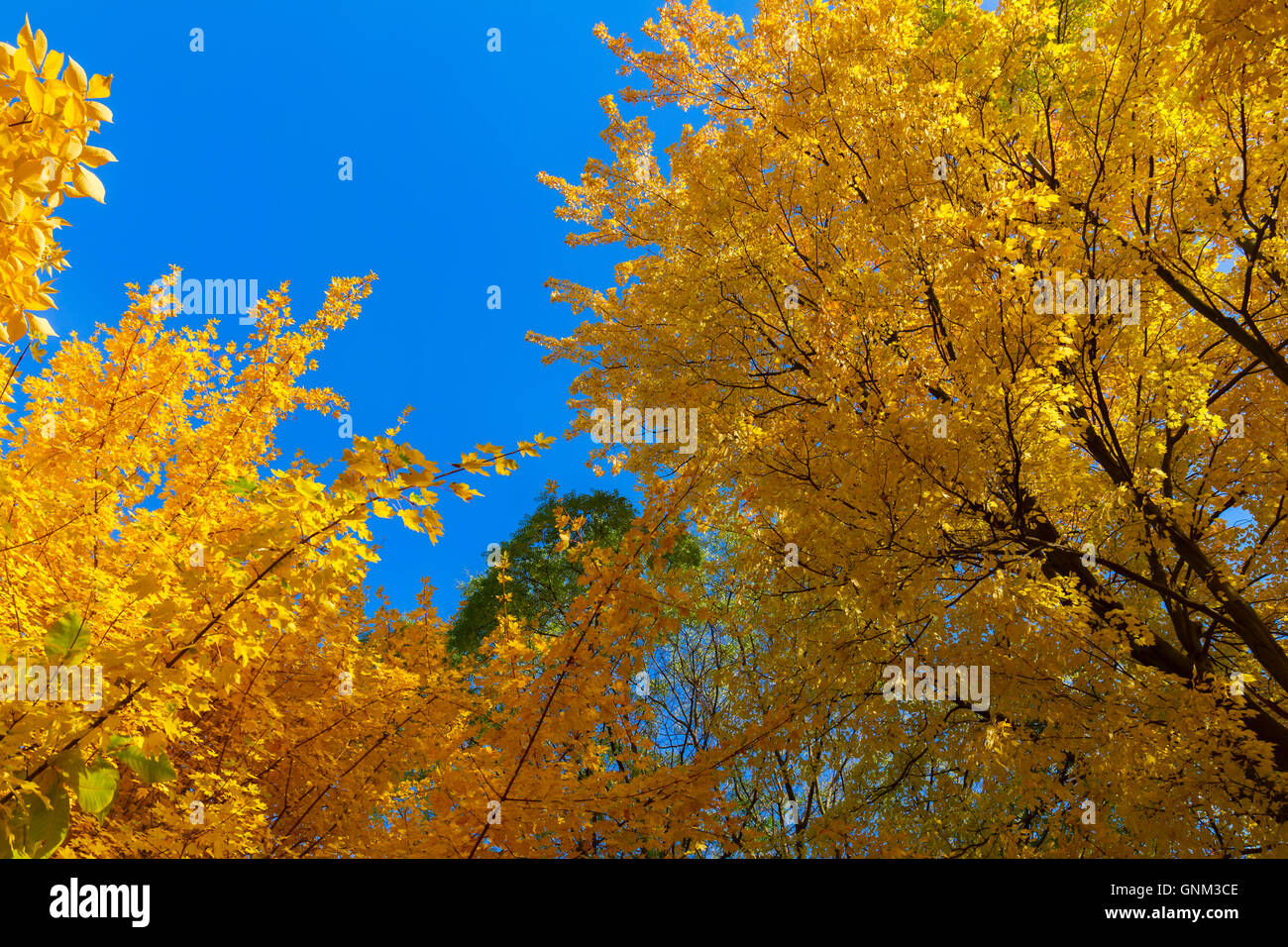 Vibrant fall foliage Stock Photo - Alamy