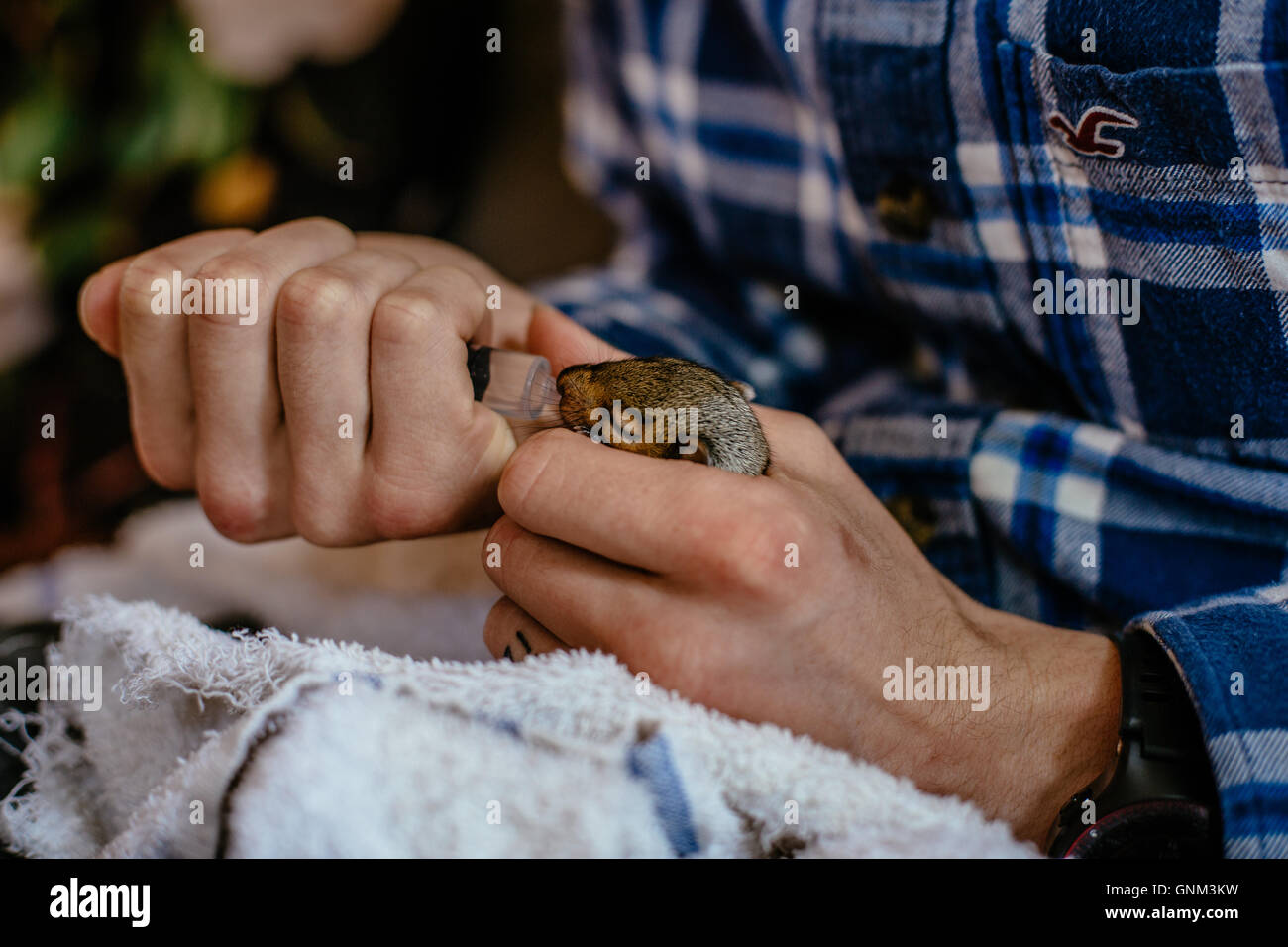 Man with tattoos feeding three week old baby squirrel Stock Photo - Alamy