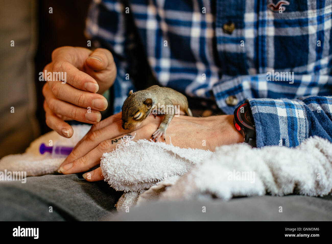 Man with tattoos feeding three week old baby squirrel Stock Photo - Alamy