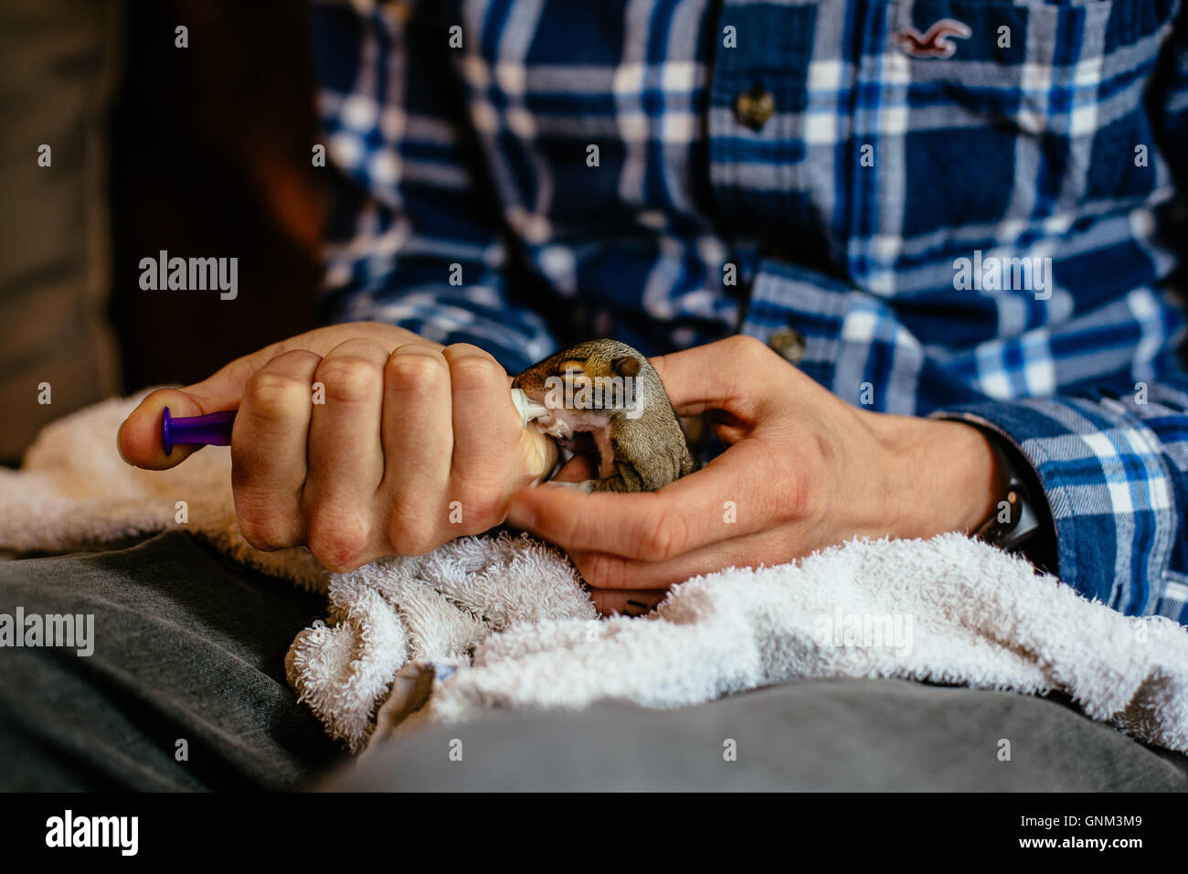 Man with tattoos feeding three week old baby squirrel Stock Photo - Alamy