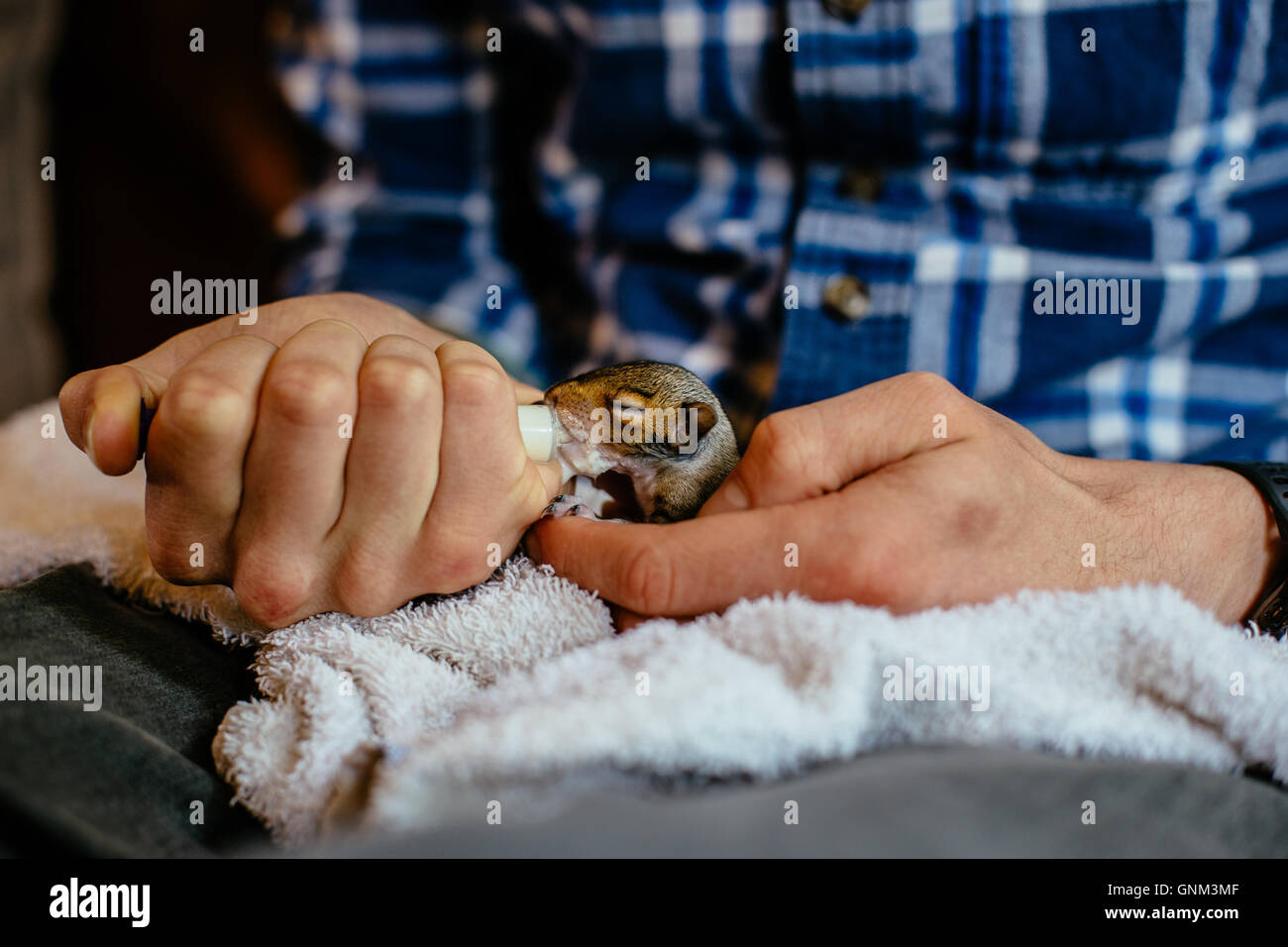 Man with tattoos feeding three week old baby squirrel Stock Photo - Alamy