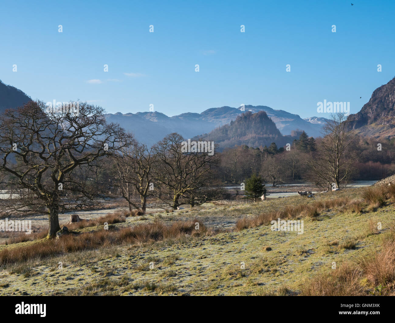 Tree line on mountains uk hi-res stock photography and images - Alamy