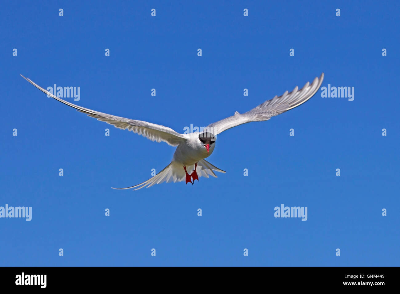 Arctic tern hi-res stock photography and images - Alamy