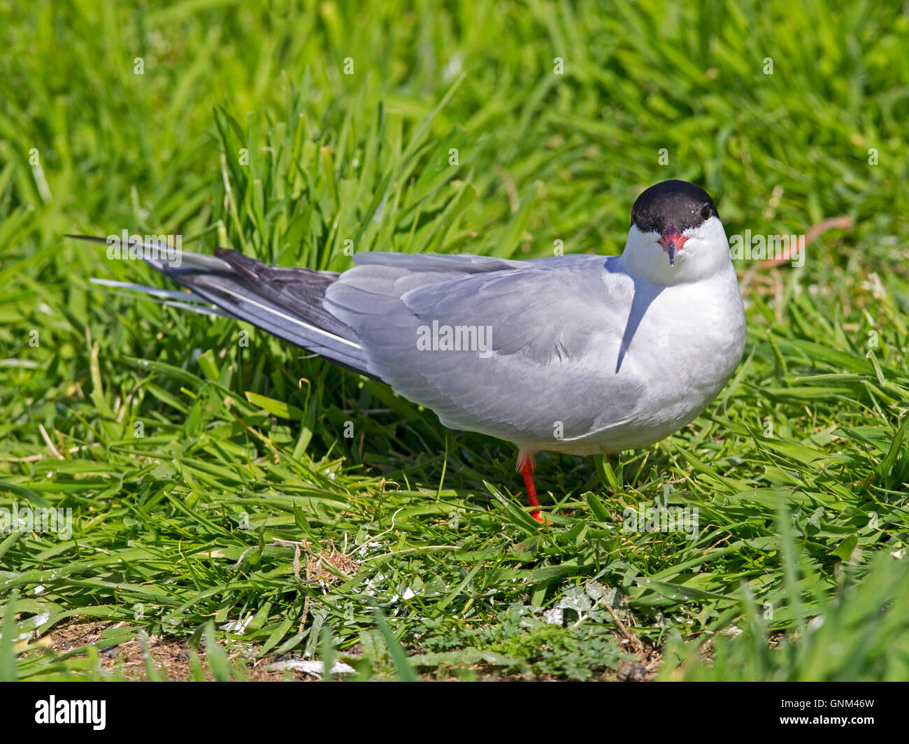 Common tern standing hi-res stock photography and images - Alamy