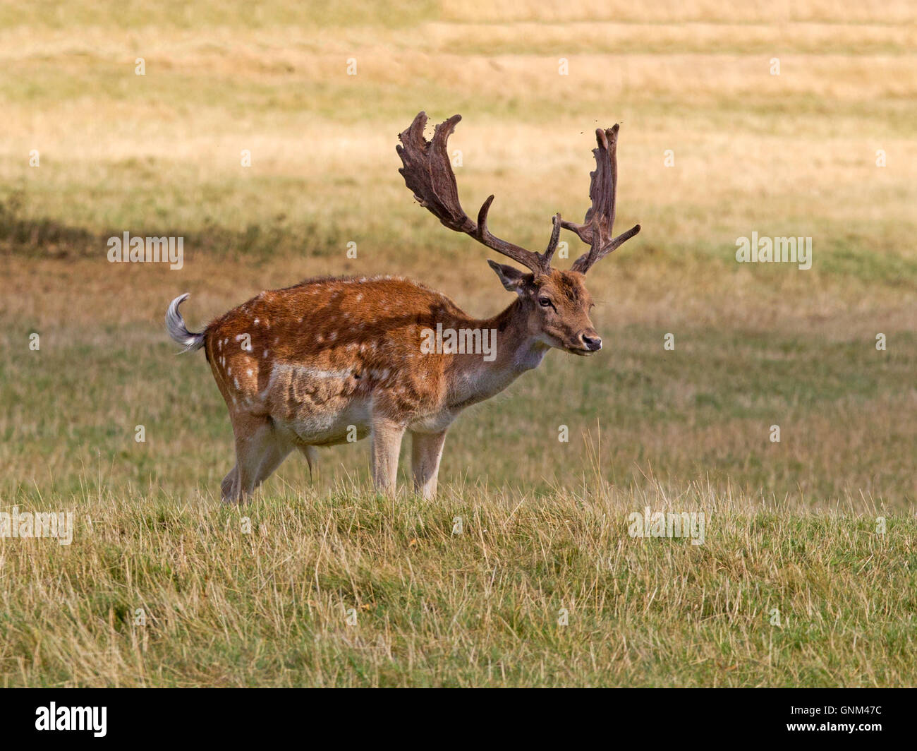 Fallow deer stag Stock Photo - Alamy