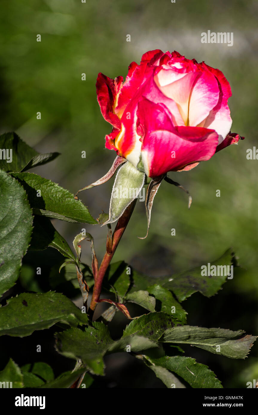 Rose flower head close up in full color Stock Photo - Alamy