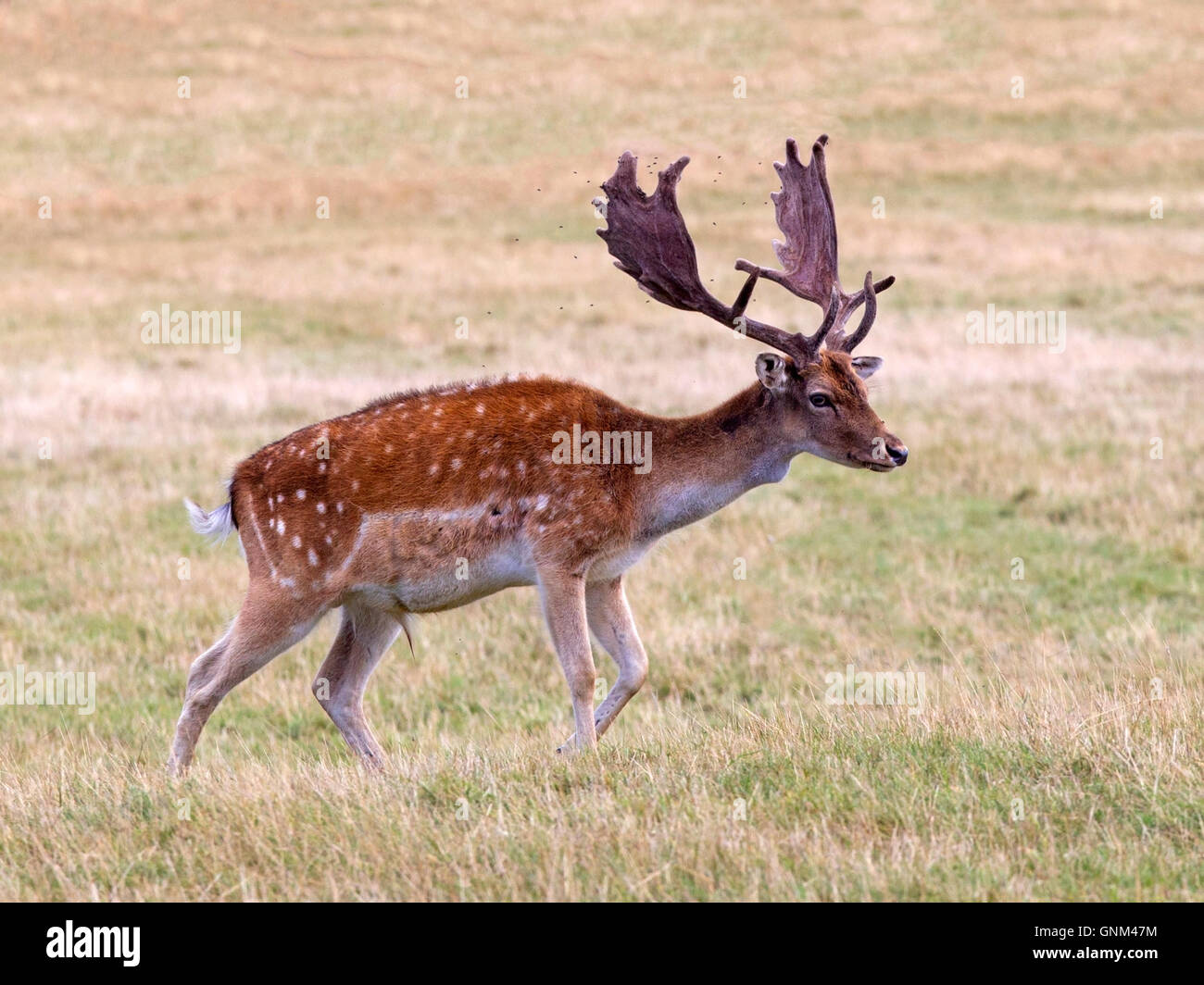 Fallow deer stag walking Stock Photo - Alamy