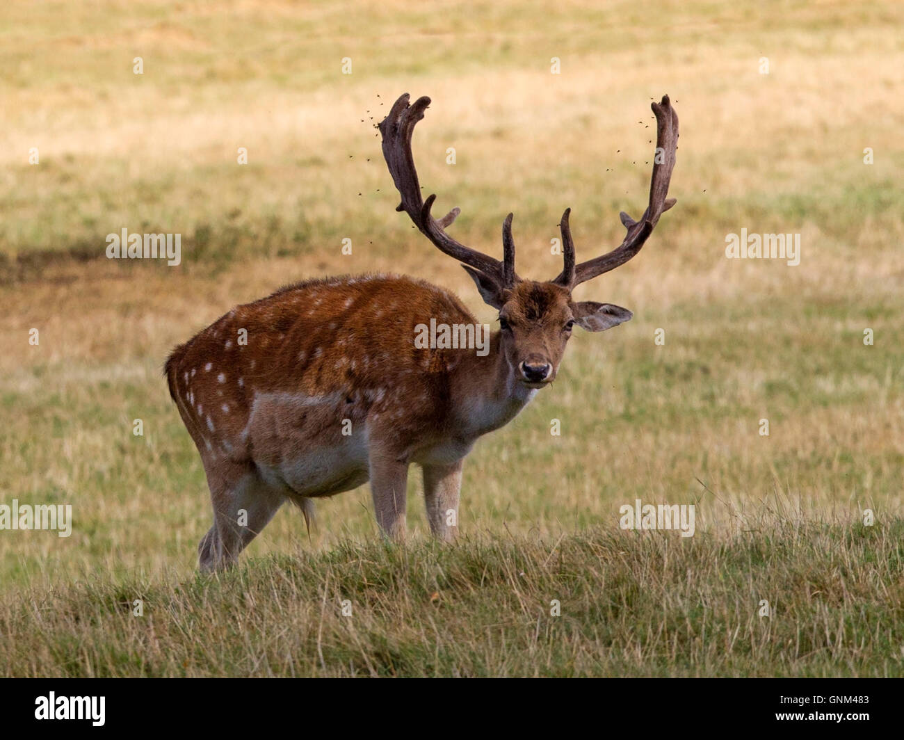Fallow deer stag Stock Photo - Alamy