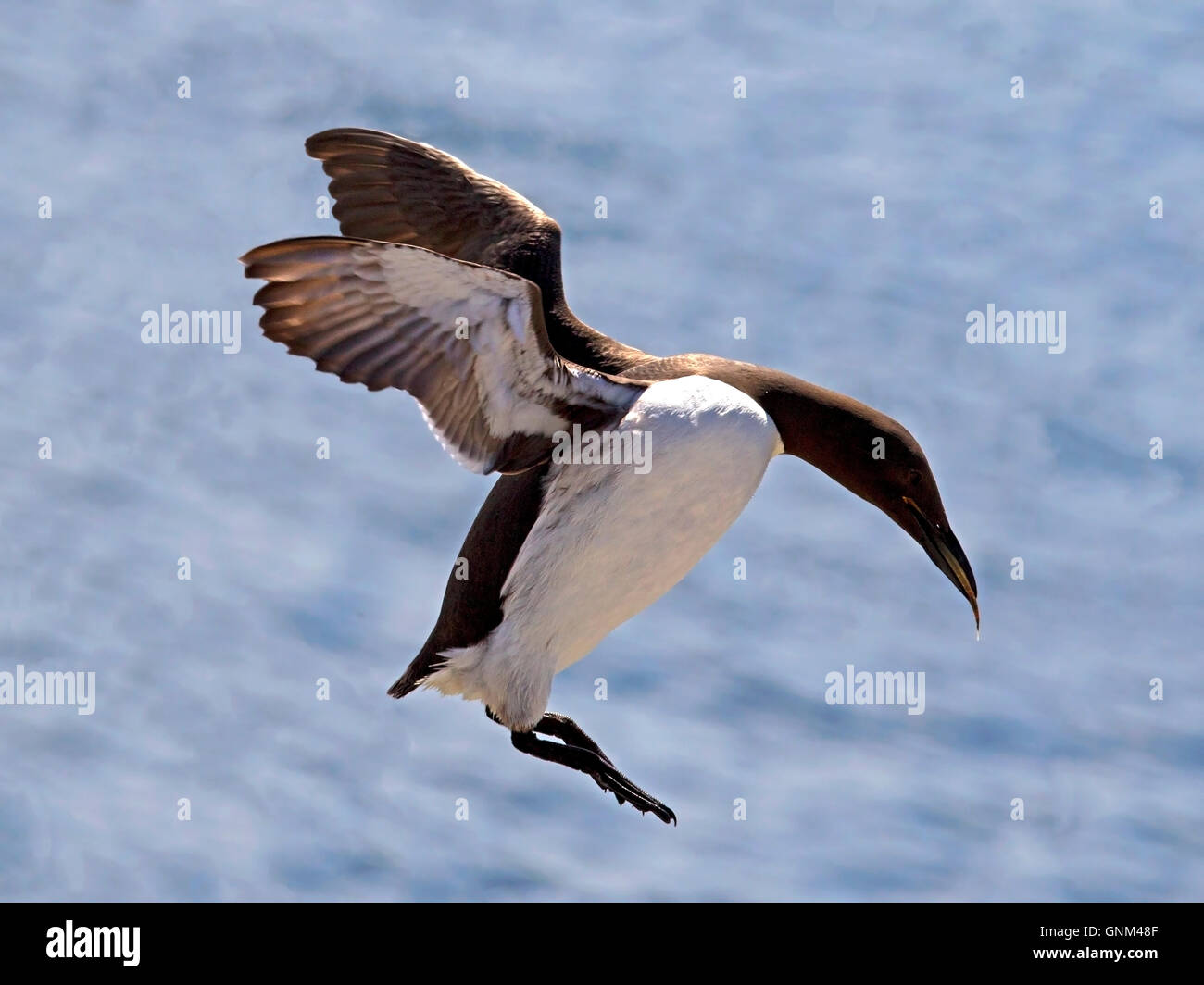 Common guillemot with sand eel in beak landing Stock Photo - Alamy