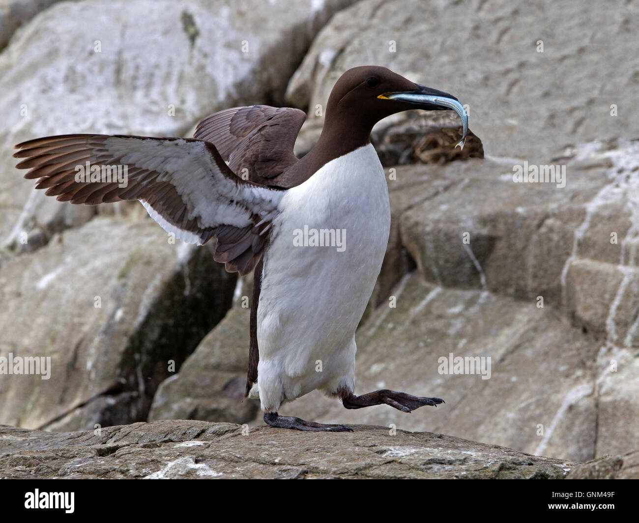 Common guillemot walking with sand eel in beak Stock Photo - Alamy