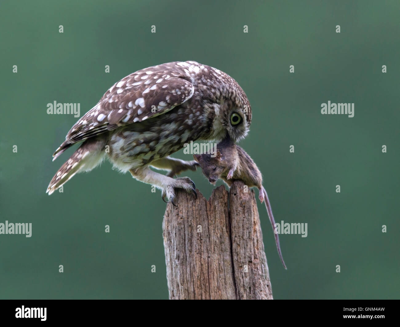 Little owl with mouse on a post Stock Photo - Alamy