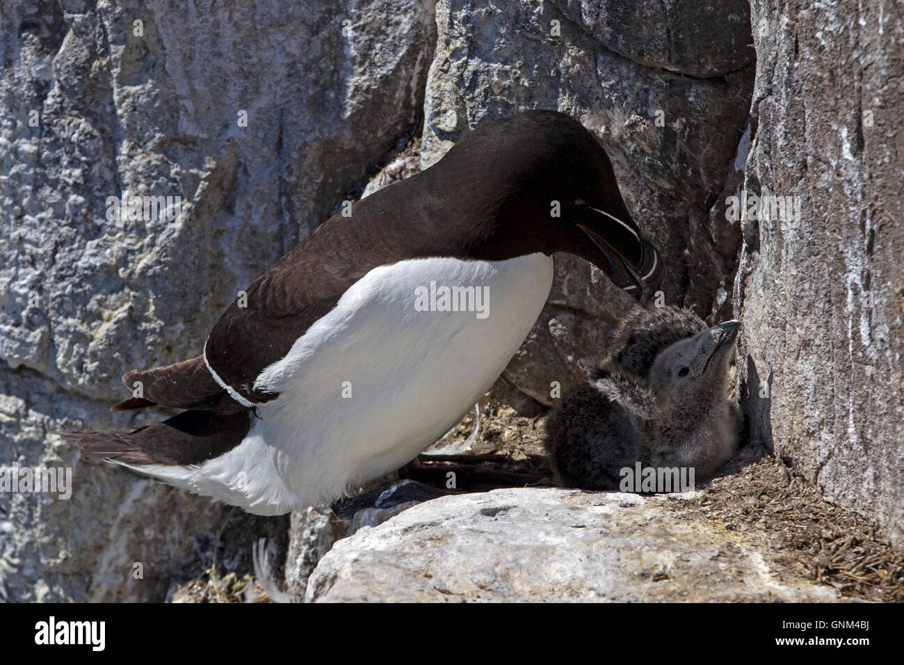 Young razorbill hi-res stock photography and images - Alamy