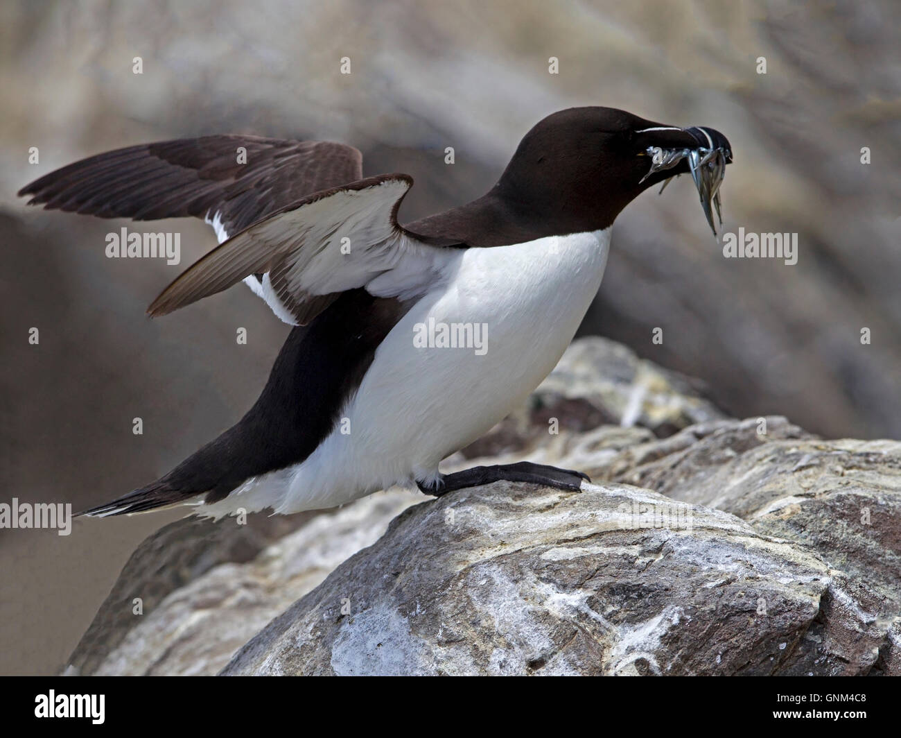 Razorbill landing with sand eels in beak Stock Photo - Alamy