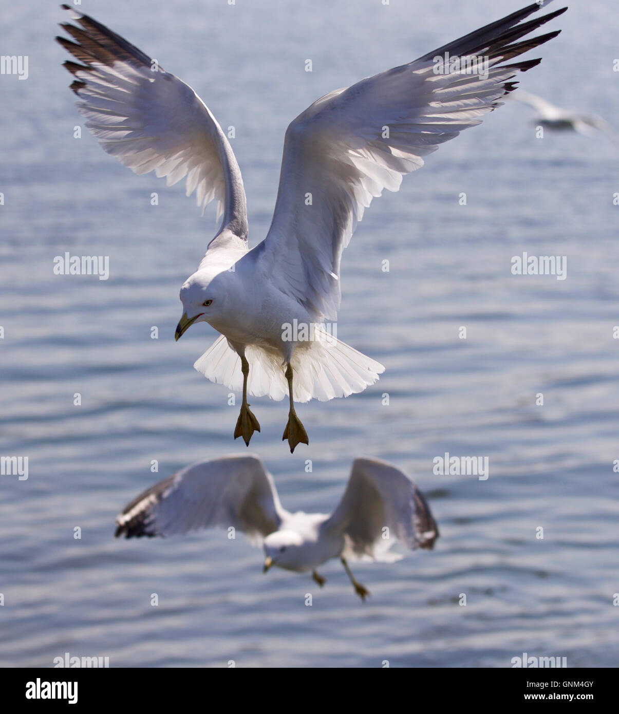 Flying gull photo hi-res stock photography and images - Alamy