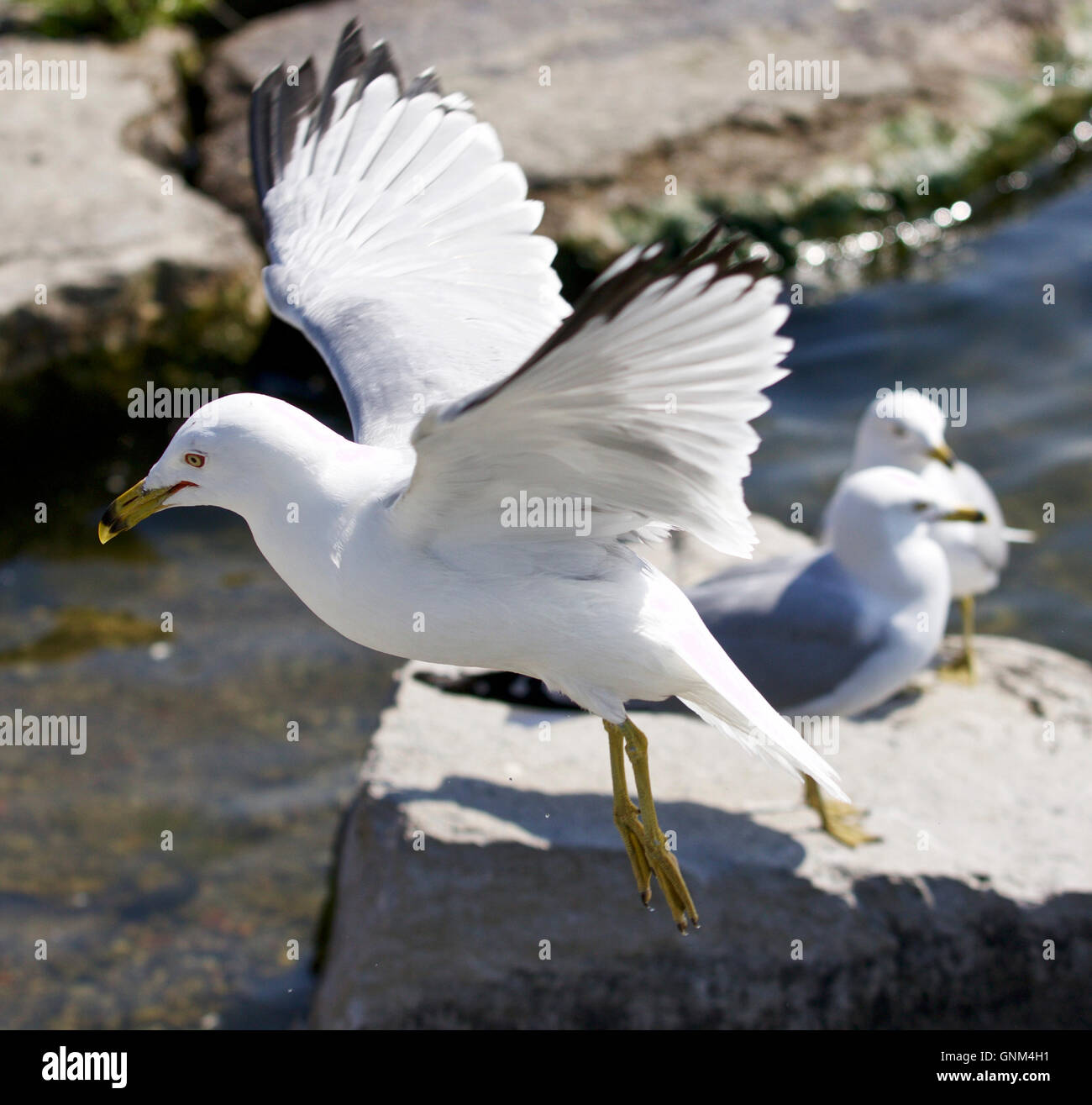 Beautiful photo of a flying gull Stock Photo - Alamy