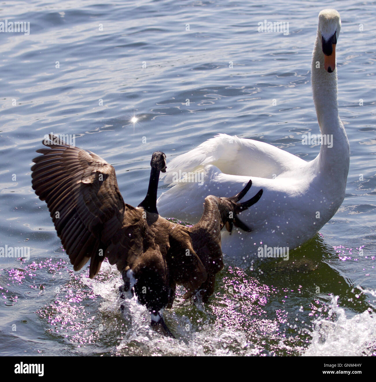 Angry canada goose hi-res stock photography and images - Alamy