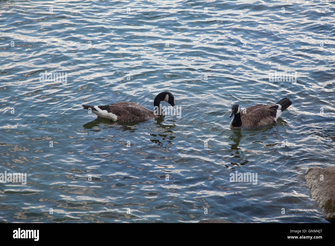 Canada geese, bird, animal, Toronto, nature, migration, tipycal, lake ...
