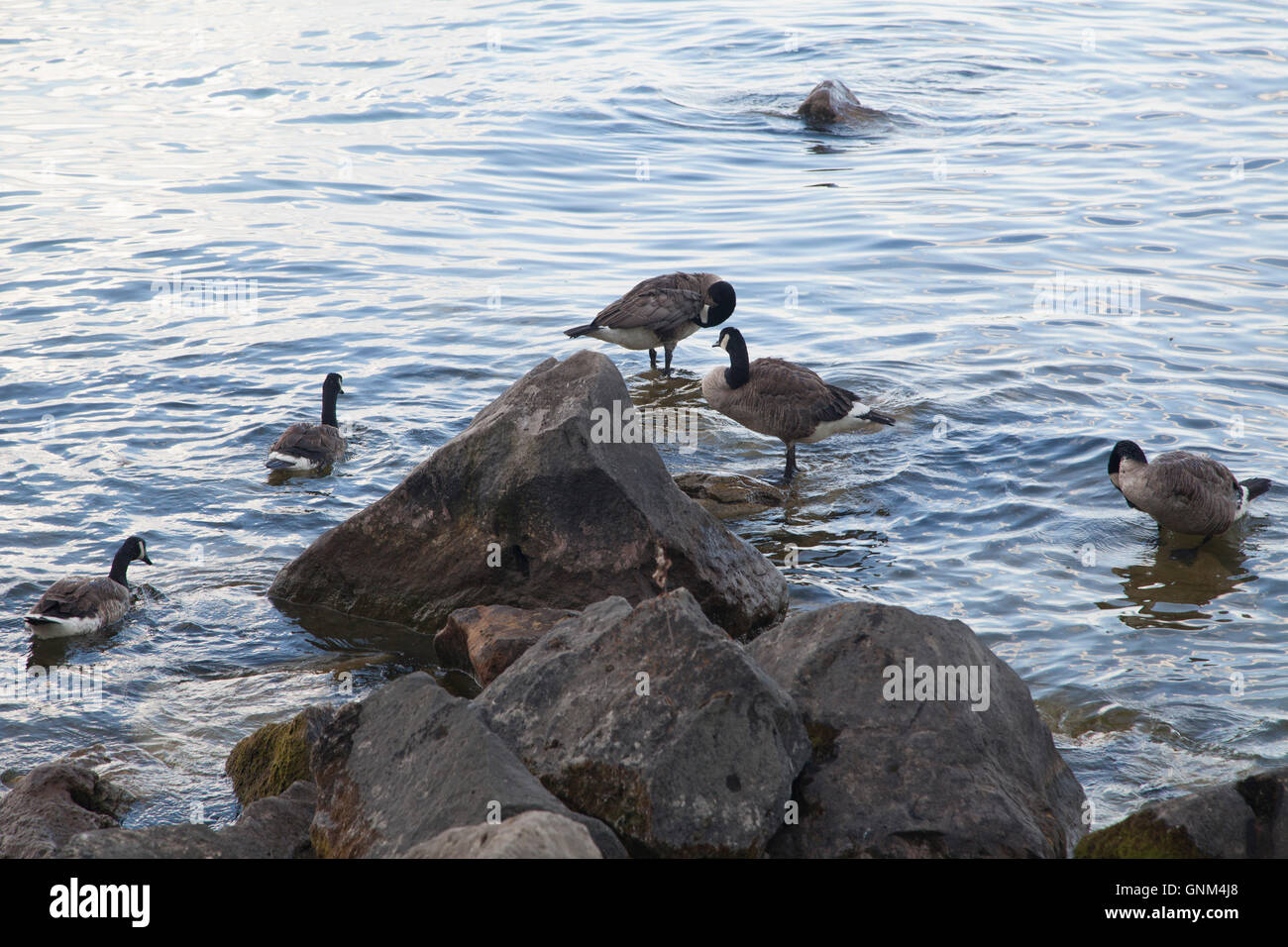 Canada geese, bird, animal, Toronto, nature, migration, tipycal, lake ...