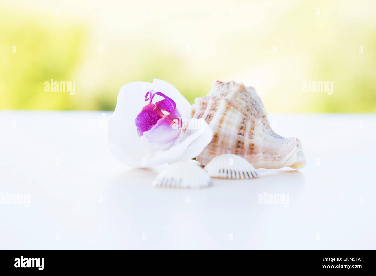 shell. Summer beach holiday concept Stock Photo - Alamy