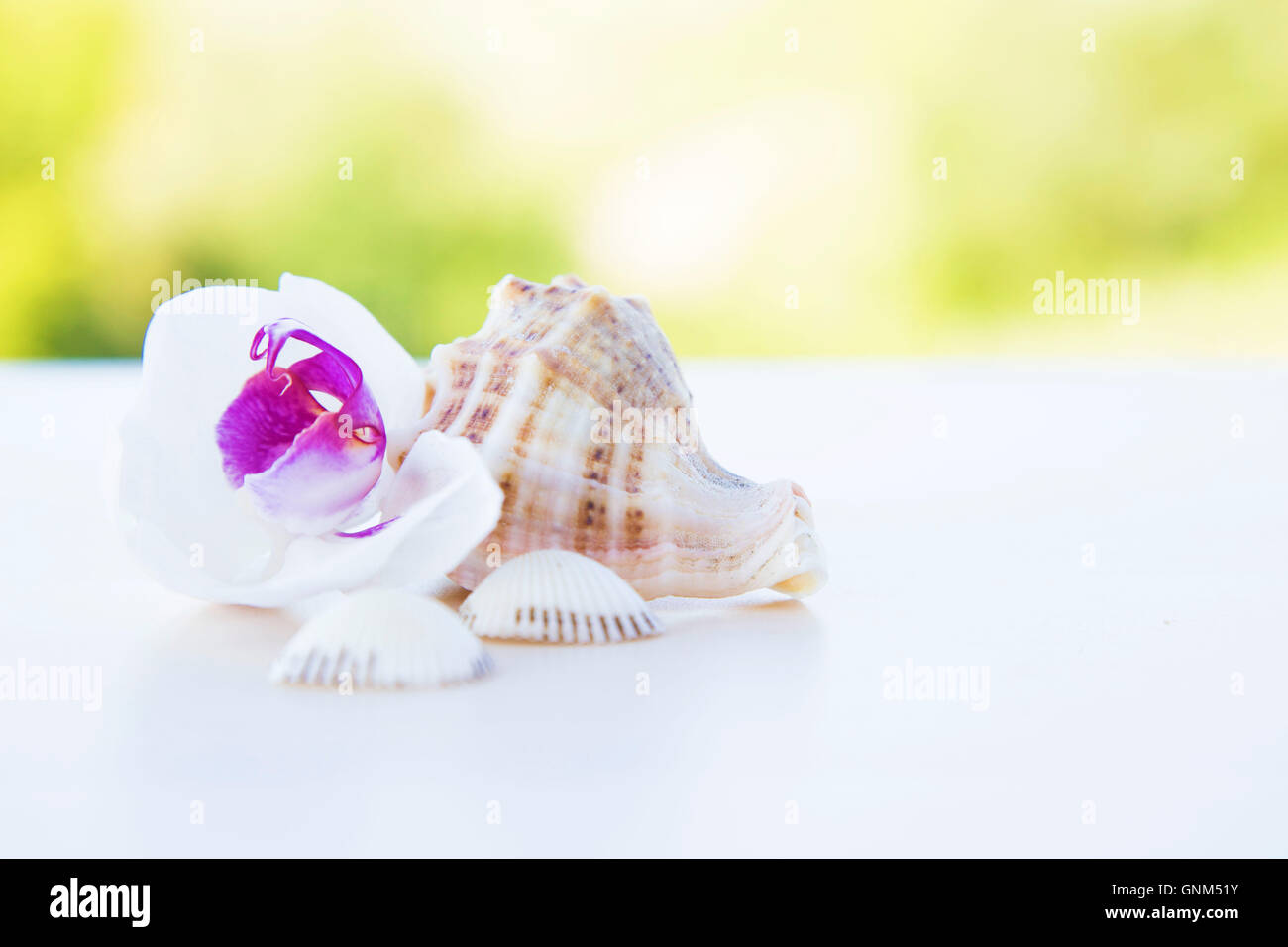 shell. Summer beach holiday concept Stock Photo - Alamy