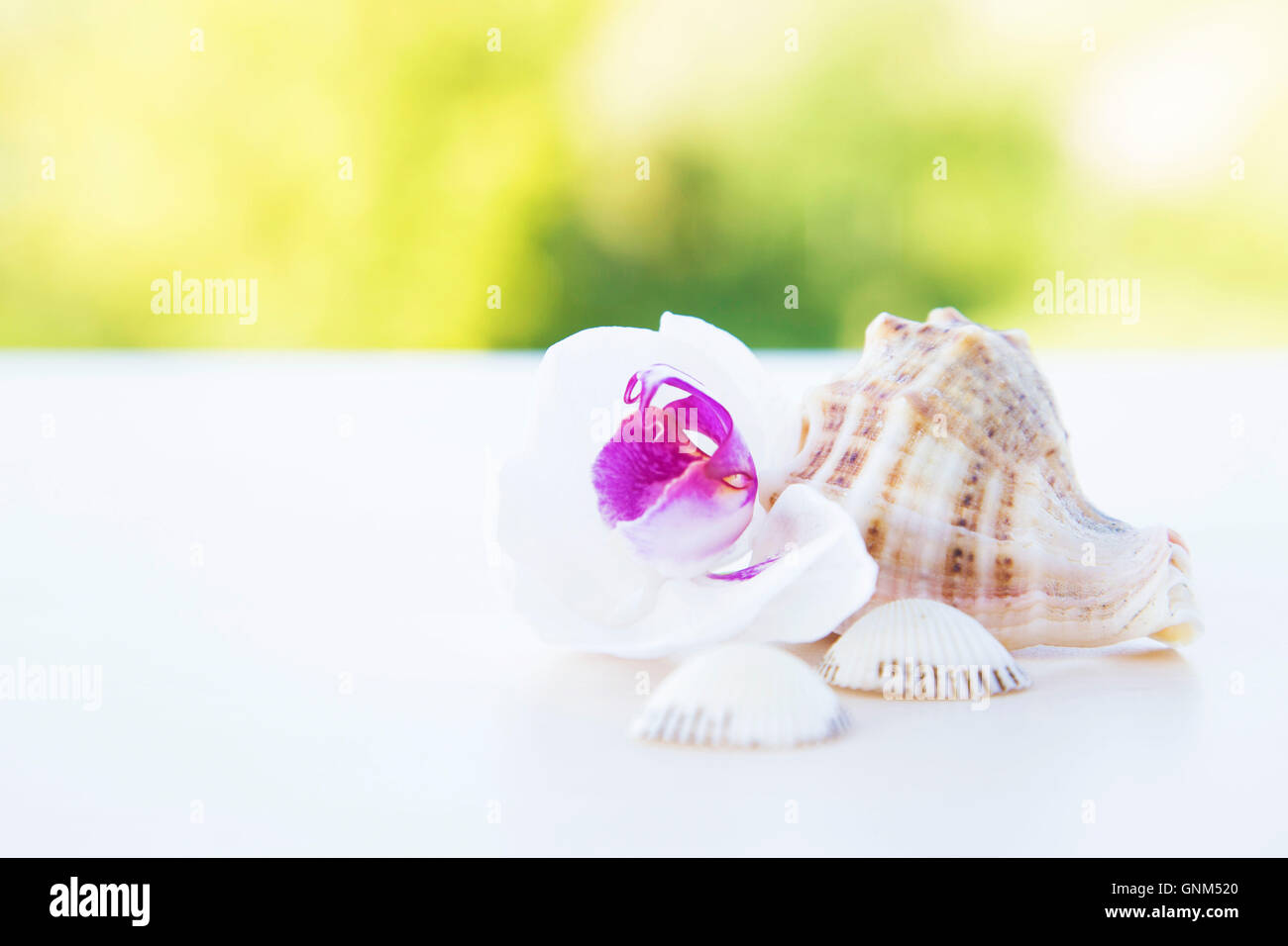 shell. Summer beach holiday concept Stock Photo - Alamy