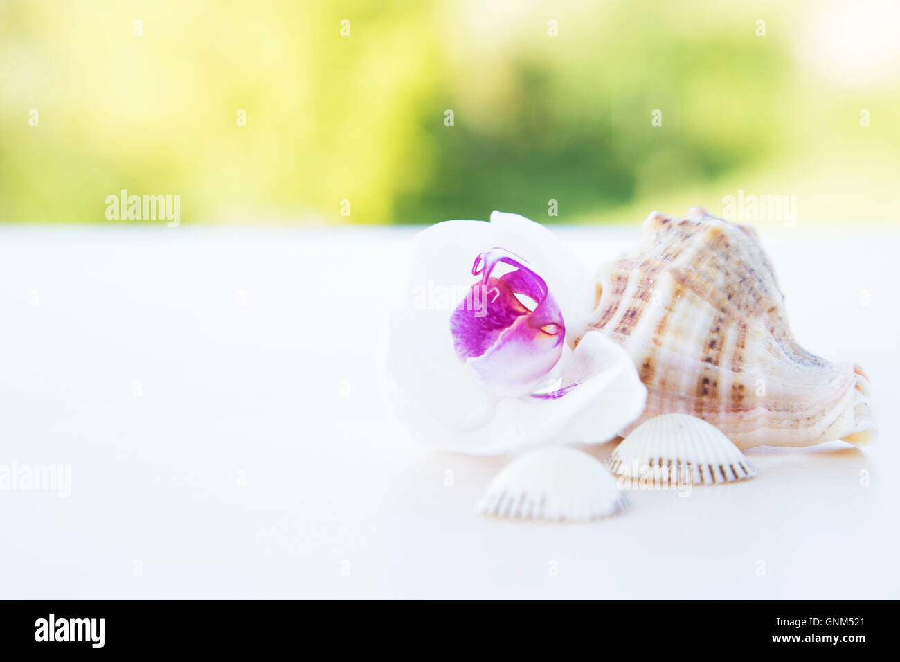 shell. Summer beach holiday concept Stock Photo - Alamy