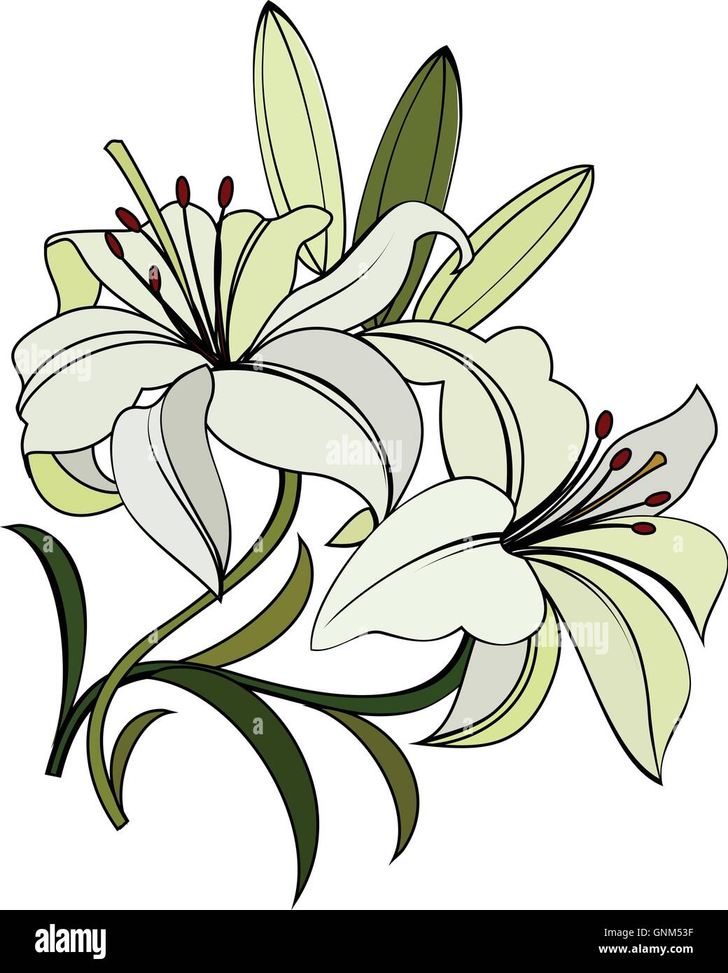 White lilies blooming in Stock Vector Images - Alamy